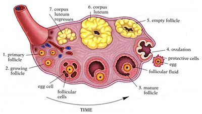 Histologic:Chapter 17 - Pathology Education Instructional Resource