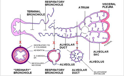 Histologic:Chapter 10 - Pathology Education Instructional Resource