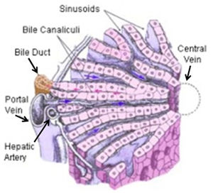 Histologic:Chapter 12 - Pathology Education Instructional Resource