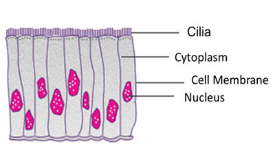 Histologic:Chapter 2 - Pathology Education Instructional Resource