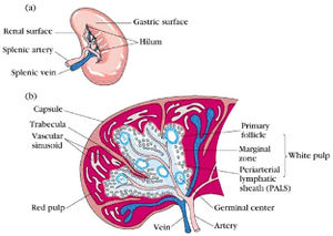 Histologic:Chapter 8 - Pathology Education Instructional Resource