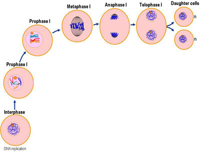 Histologic:Chapter 2 - Pathology Education Instructional Resource