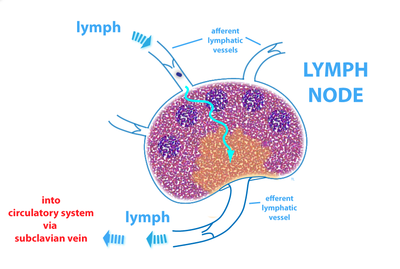 Histologic:Chapter 8 - Pathology Education Instructional Resource