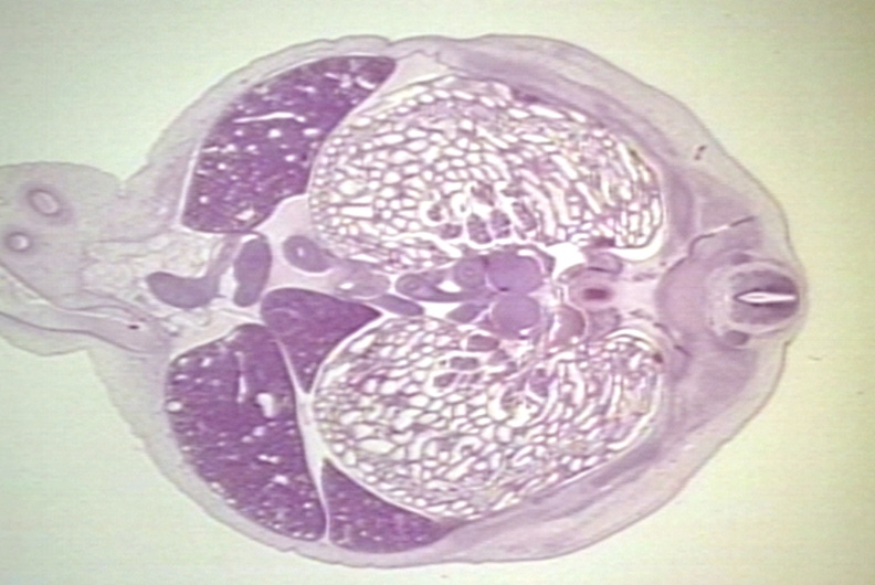 00244232 | PEIR Digital Library